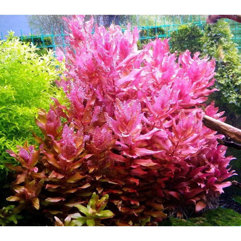 ROTALA MACRANDRA PINK X 5BTG/STEM | Shopee Malaysia