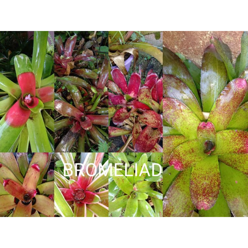 BROMELIAD LIVE PLANT MURAH BACA DISCRIPTION PRODUCT SEBELUM ORDER ...