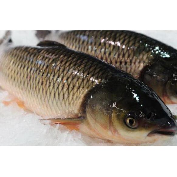 FRESH FROZEN WILD GRASS CARP FISH / 鲩鱼 / IKAN KARP 2.3KG - 2.7KG ...