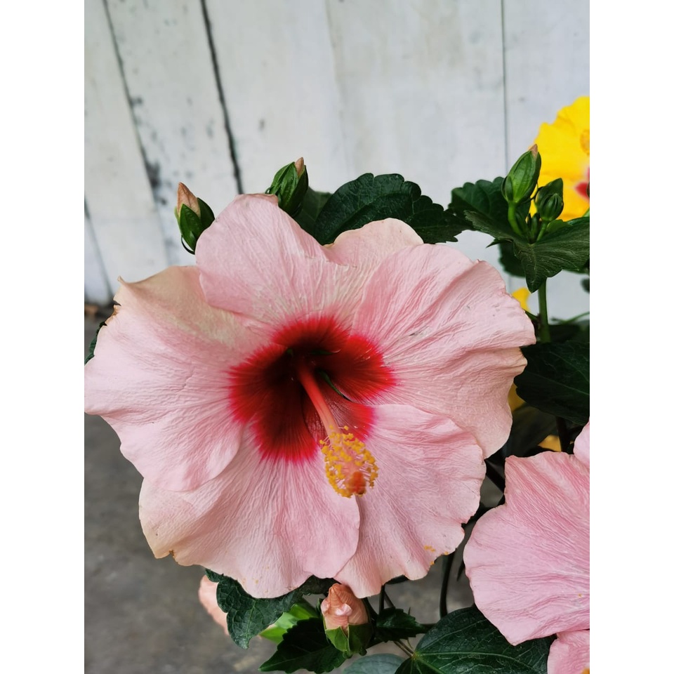 Bunga Raya / Hibiscus/ 大红花 | Shopee Malaysia