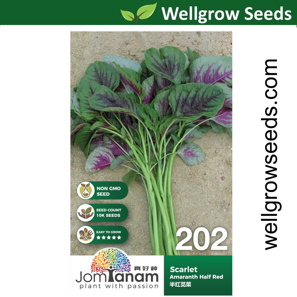 Amaranth Half Red Scarlet (10K seeds) 半红苋菜 Jom Tanam by Crop Power ...