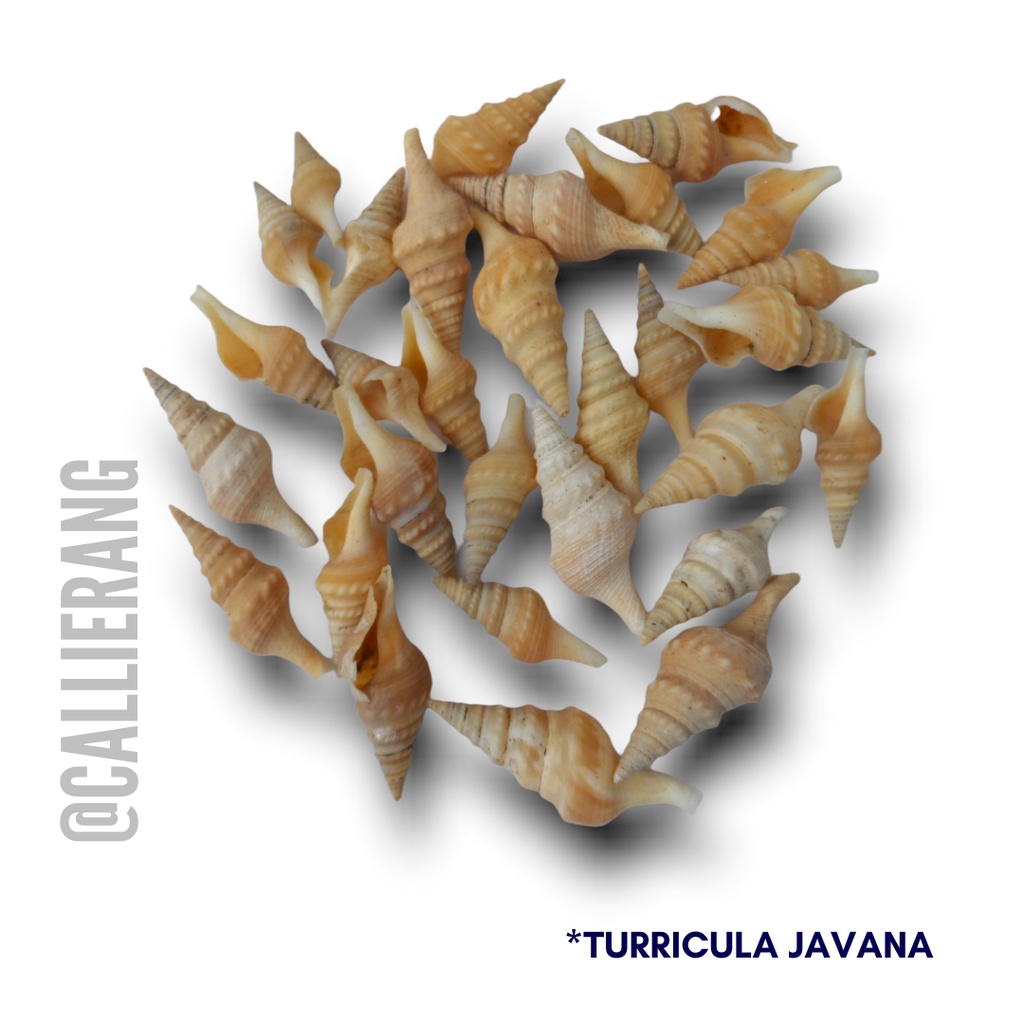 Turricula Javana Clam Shells / Clam Shells 500gr | Shopee Malaysia
