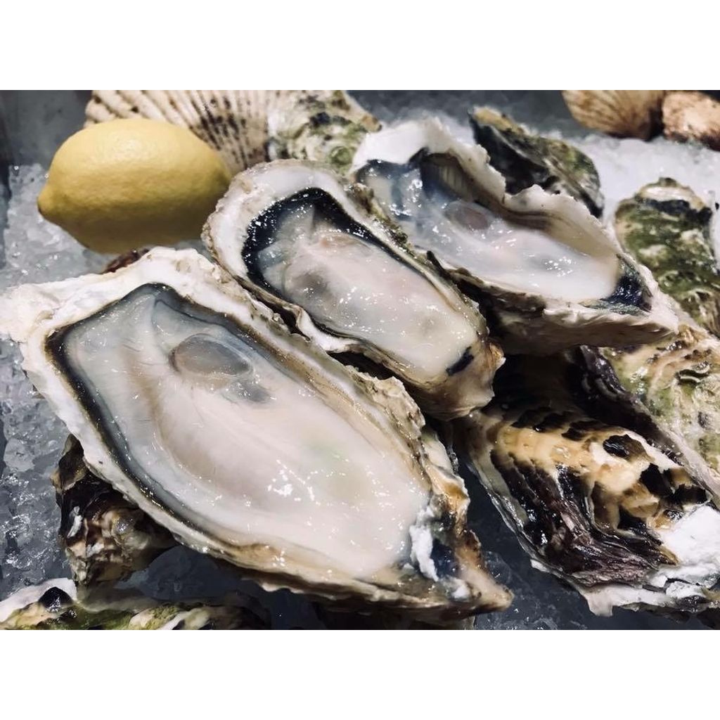 Live Frozen Full Shell Oyster 日本刺身等级全壳生蚝 Tiram Hidup Beku dengan ...