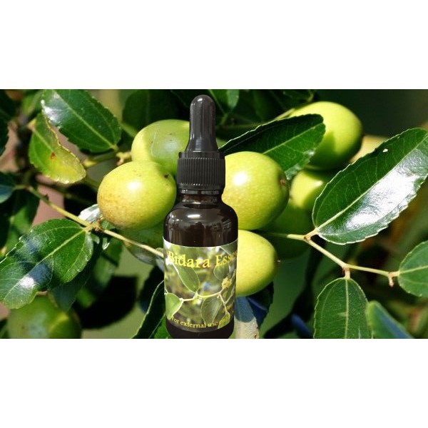 Bidara Essential Oil For Personal Care and Spiritual Therapy 30ml-100ml ...