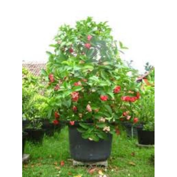 Anak Jambu Bertih Merah | Shopee Malaysia
