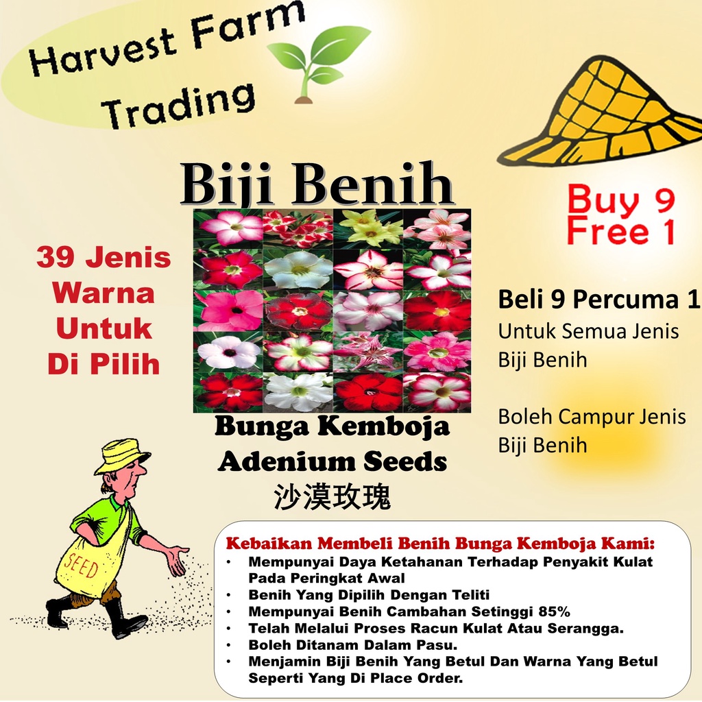 Adenium seed 1pcs Biji Benih Bunga kemboja benih live plant flower ...