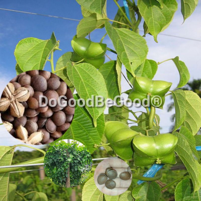 10pcs Sacha Inchi ,Mountain Peanut,Plukenetia volubilis, Plant Seeds ...