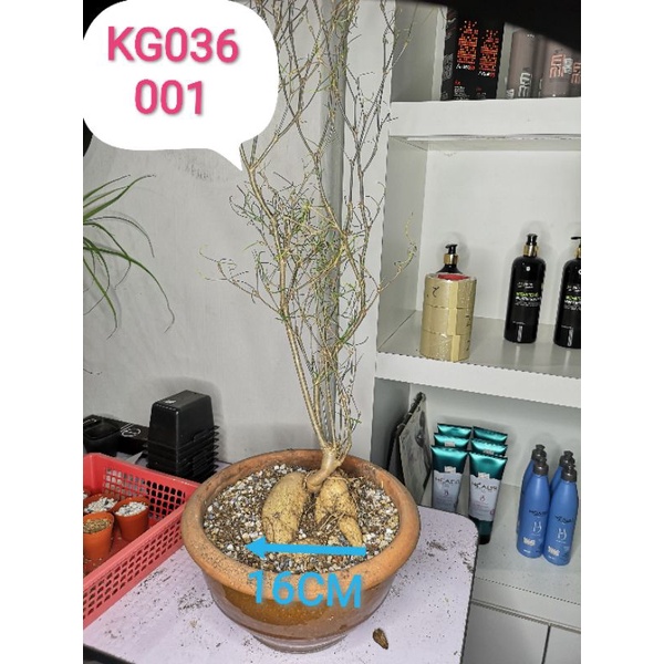 柳叶麒麟Euphorbia hedyotoides KG036 001 | Shopee Malaysia