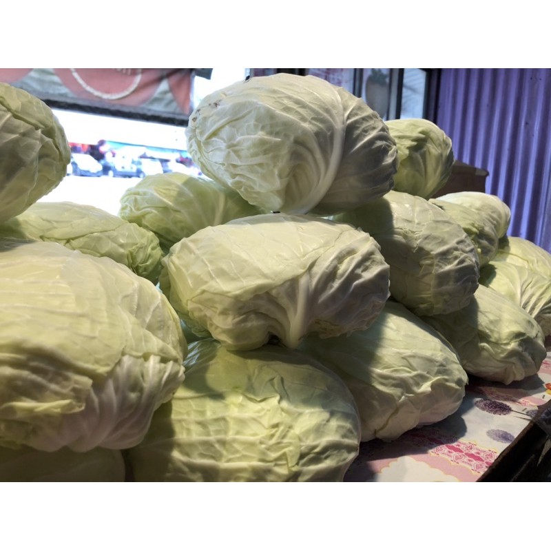 Big size Cameron Cabbage | kobis bulat | 金马仑包菜 Cameron Highlands 1pc ...