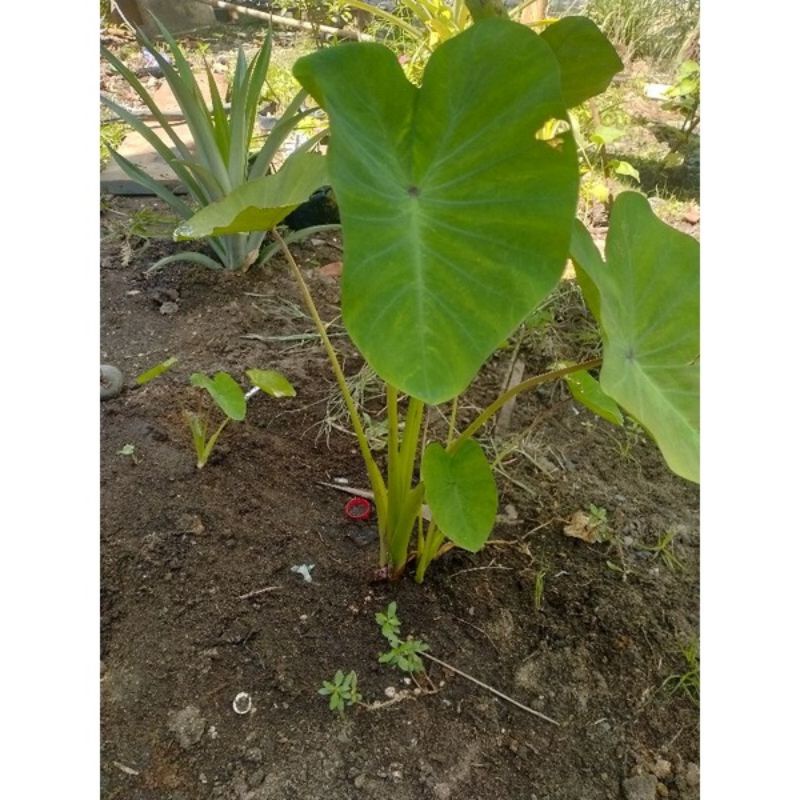 Anak pokok keladi pinang 3 pokok | Shopee Malaysia