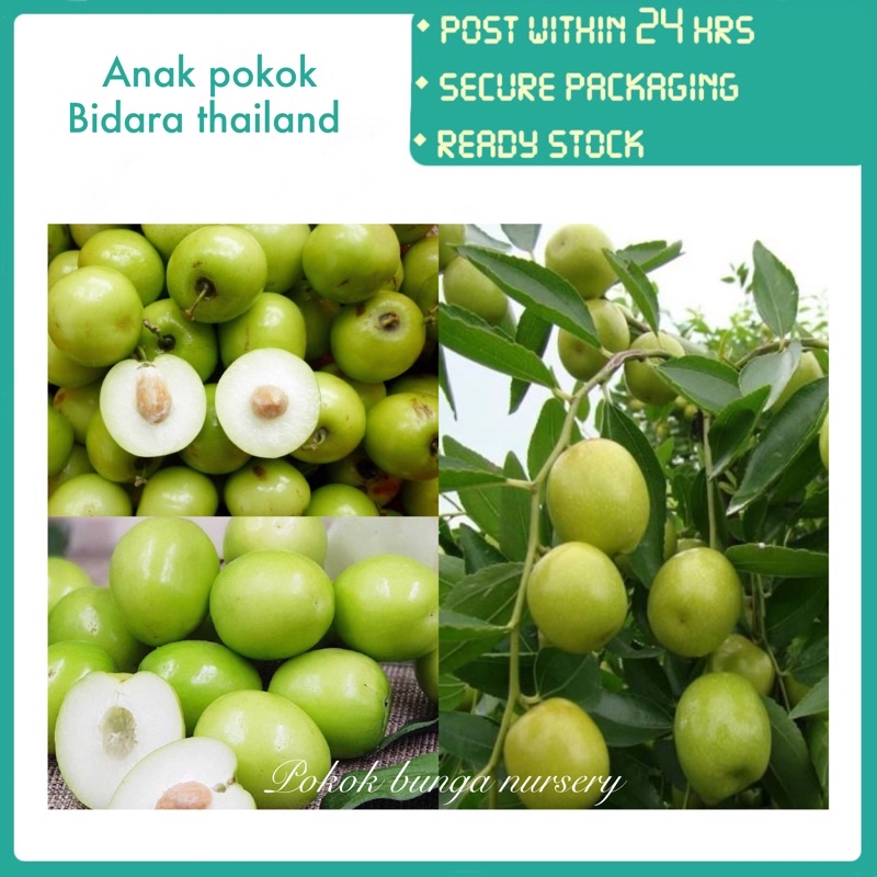 PBN - anak pokok bidara thailand - pokok bunga nursery berbuah lebat epal siam jujube besar ...