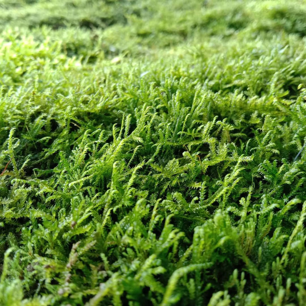 (10 x 10 cm for RM10.99) Java Moss/ Aquascape /betta plant/Aquatic moss ...