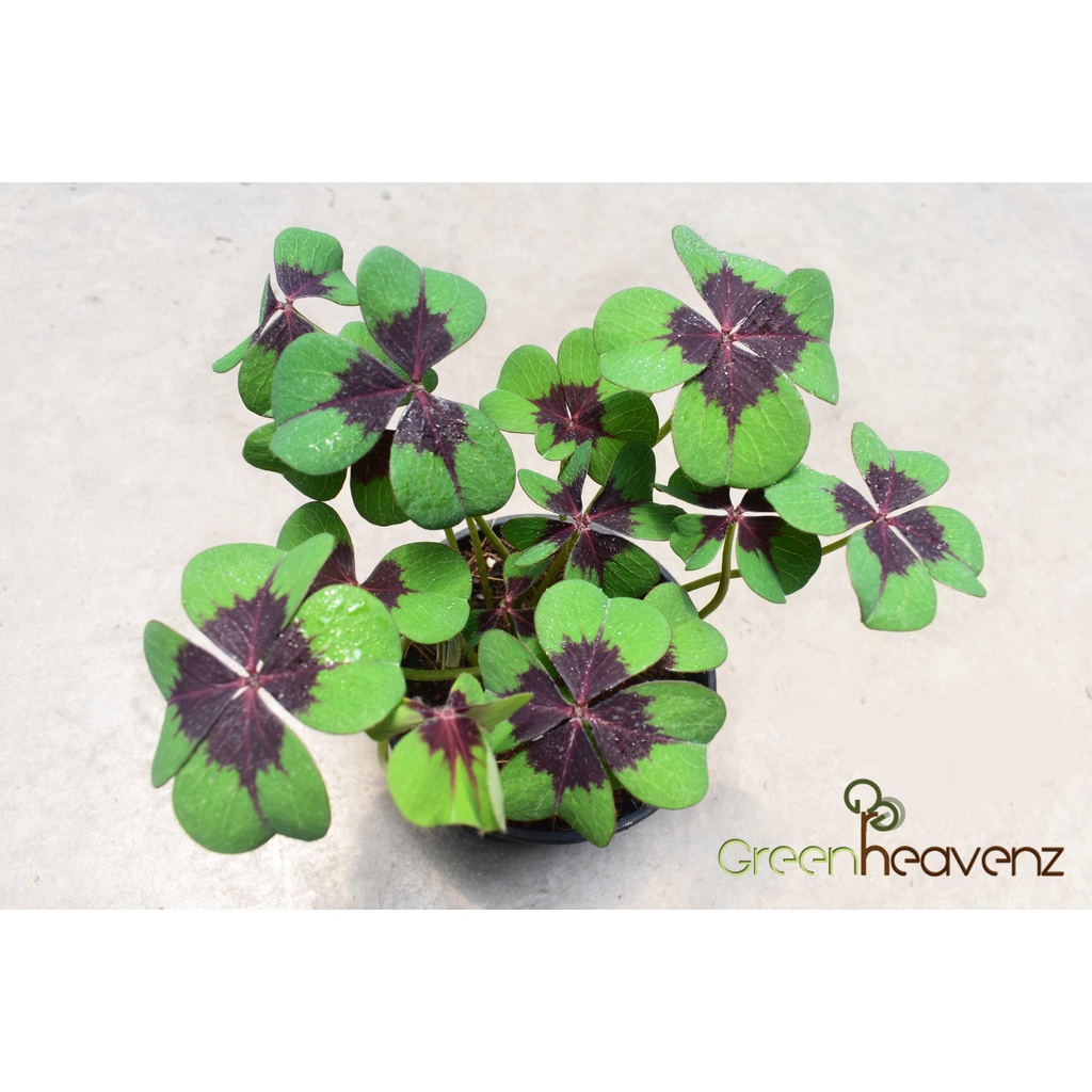 Oxalis Tetraphylla ( Lucky Clover ) Live Plant Pokok 四叶草 | Shopee Malaysia