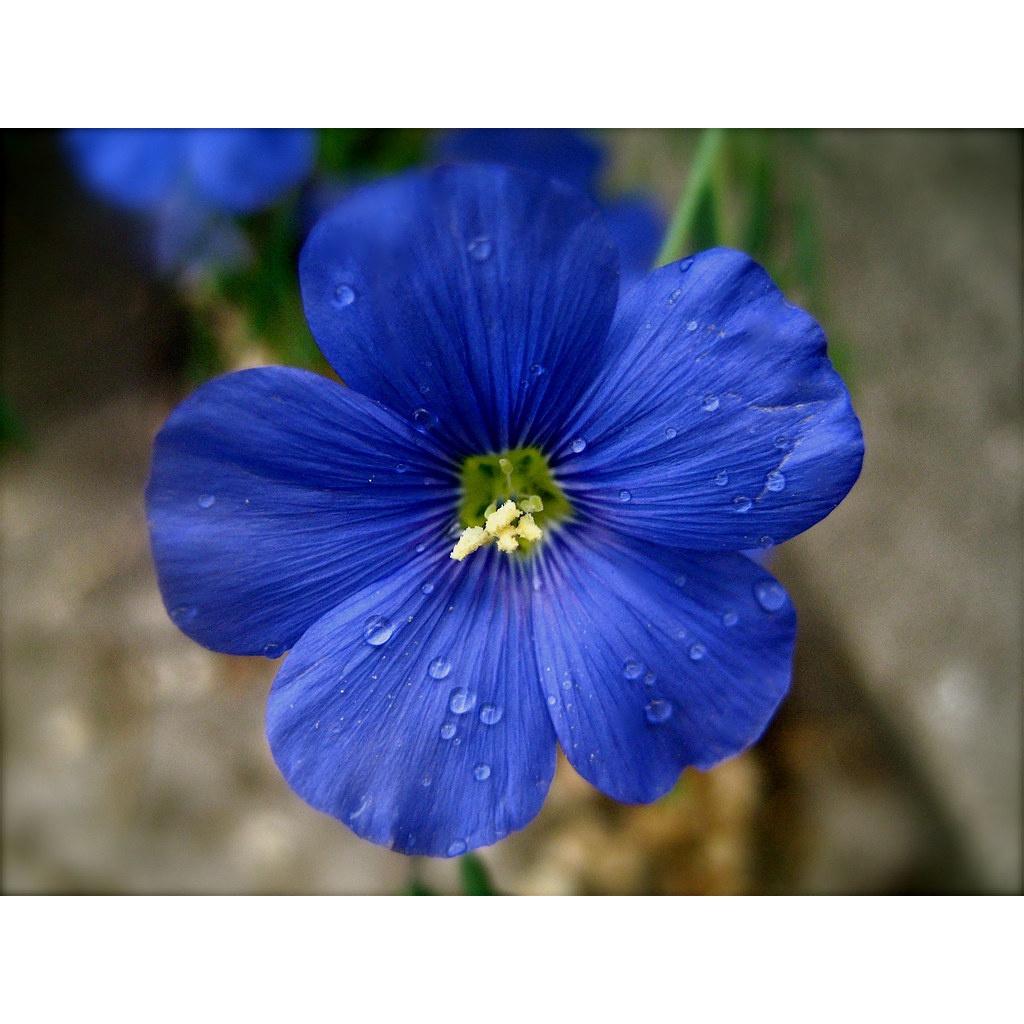 Biji Benih Bunga Linum perenne Blue Flax 15 Pcs+- Dahlia Zinnia Ros ...
