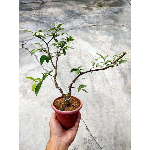 Bonsai jeliti#jasmine#香水梅盆栽#Anting#Santalia#flower#Real live plants#植物 ...