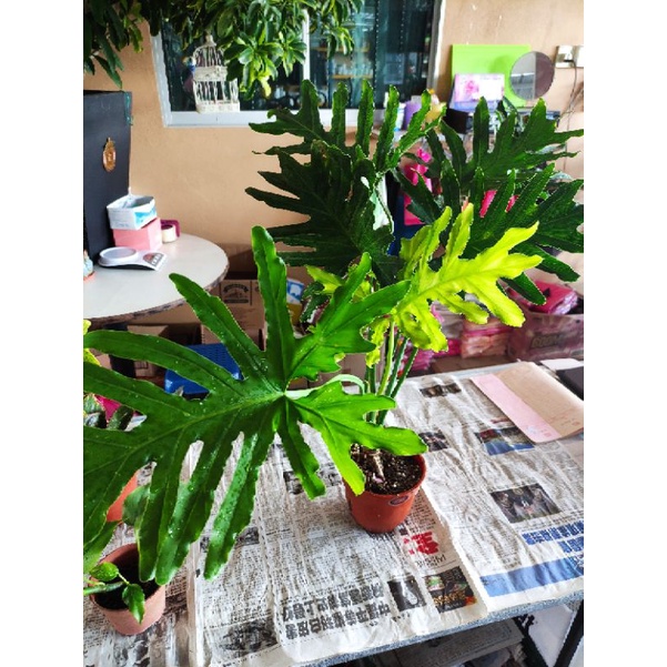 Monstera Mayoi Jejari exotic rare indoor plant | Shopee Malaysia
