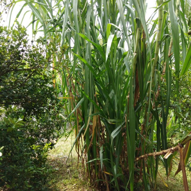 keratan batang pokok napier pakchong/ rumput napier untuk haiwan ...