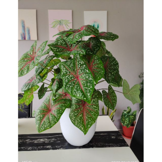 Red Flash Caladium and Florida Clown (Tumbuhan Hiasan) 1 pohon anak ...