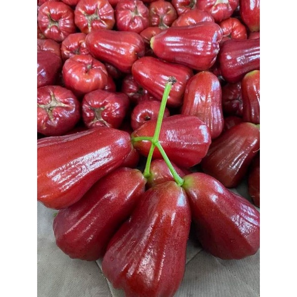 pokok jambu madu merah | Shopee Malaysia