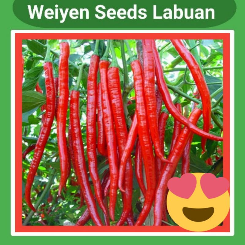 Cili merah panjang&Cili hijau panjang pedas | Shopee Malaysia