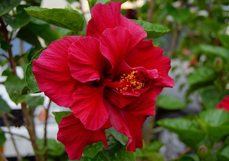 Anak Pokok Bunga Raya Double Red Hibiscus | Shopee Malaysia