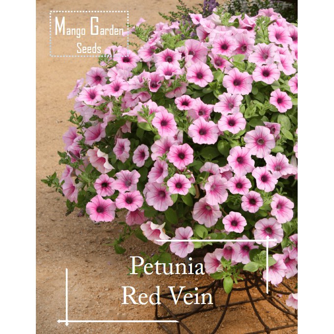 Petunia Red Vein Flower Seeds - 20 seed *Pot Friendly* Tanam Pasu, Biji ...