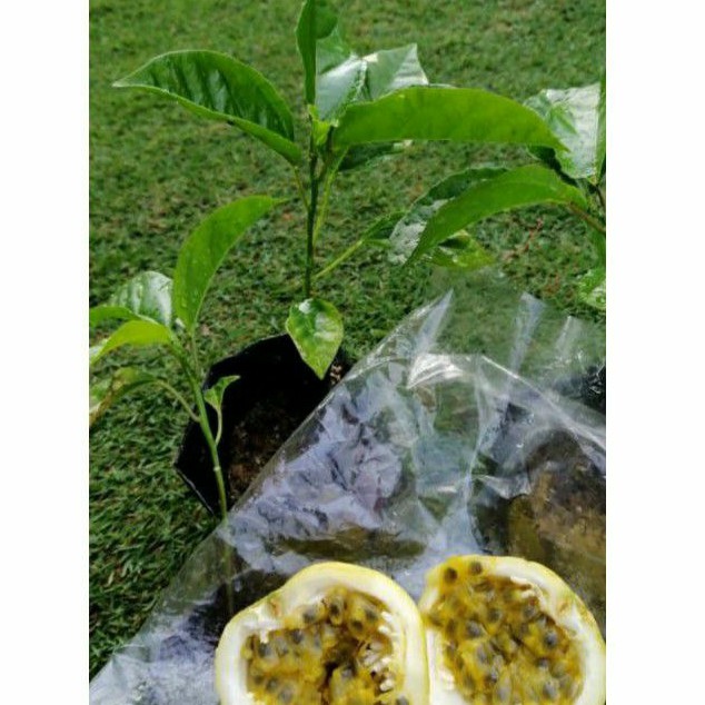 Passion Fruit Sapling/ Anak Pokok Markisa | Shopee Malaysia