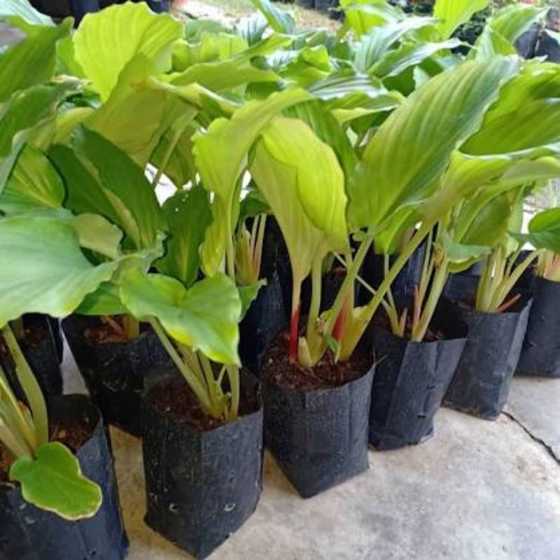 Kunyit Hitam Original | Shopee Malaysia