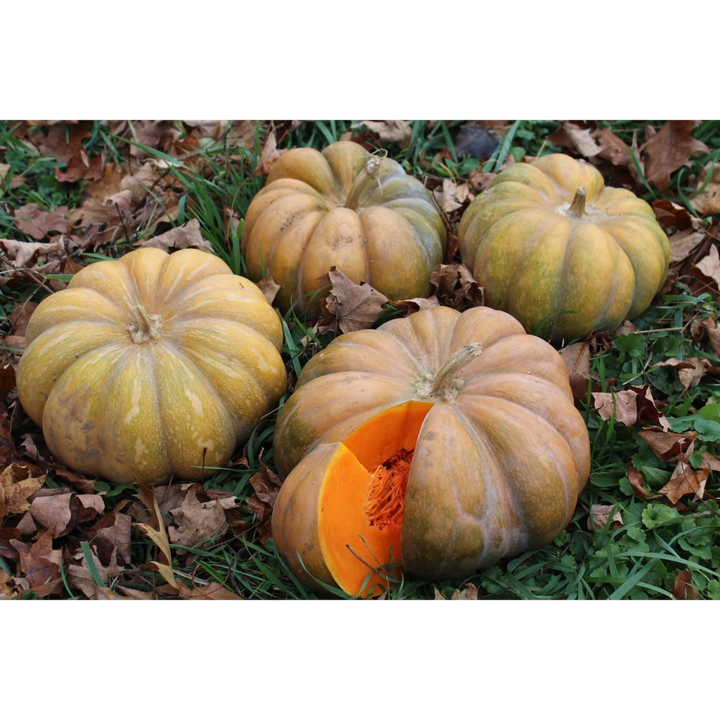 BIJI BENIH LABU MUSCAT DE PROVENCE/MUSCAT DE PROVENCE PUMPKIN SEEDS(5 ...