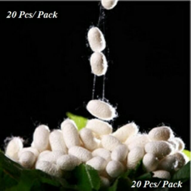 100% FRESH NATURAL SILKWORM COCOON (Silk Ball) 20 ea/ Pack | Shopee ...