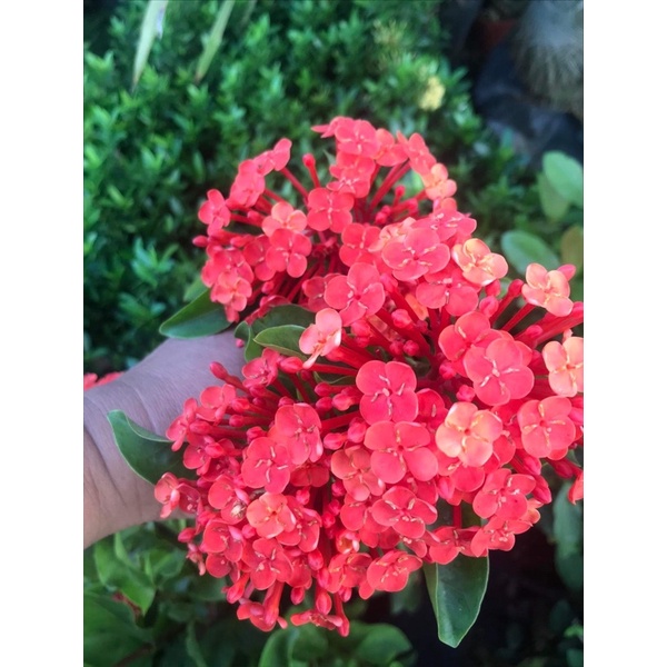 Pokok ixora / jejarum / siantan bunga wangi madagascar ixora, ixora ...