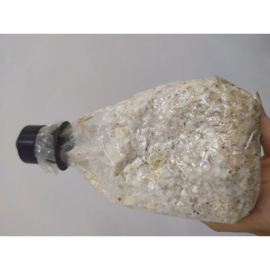 Benih Cendawan Telinga Kera/Black jelly Mushroom Spawn (350g) | Shopee ...