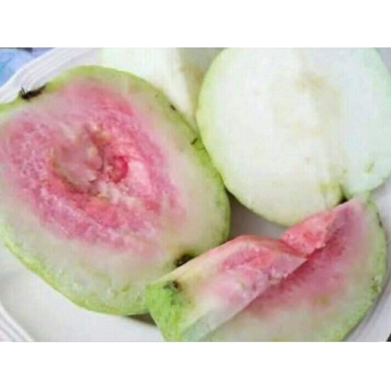 Pokok Buah Jambu Batu Guava katik dwarf lohan bo chi kristal ungu ...