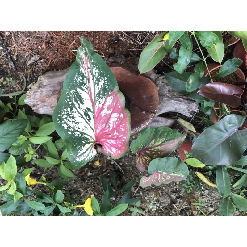 Rare Thai Hybrid Caladium Collection | Shopee Malaysia
