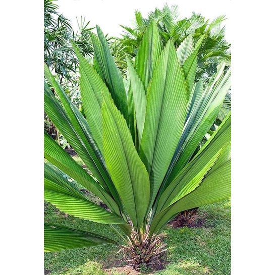 Pokok palma hidup, palm live plant johannesteijsmannia lanceolata ...