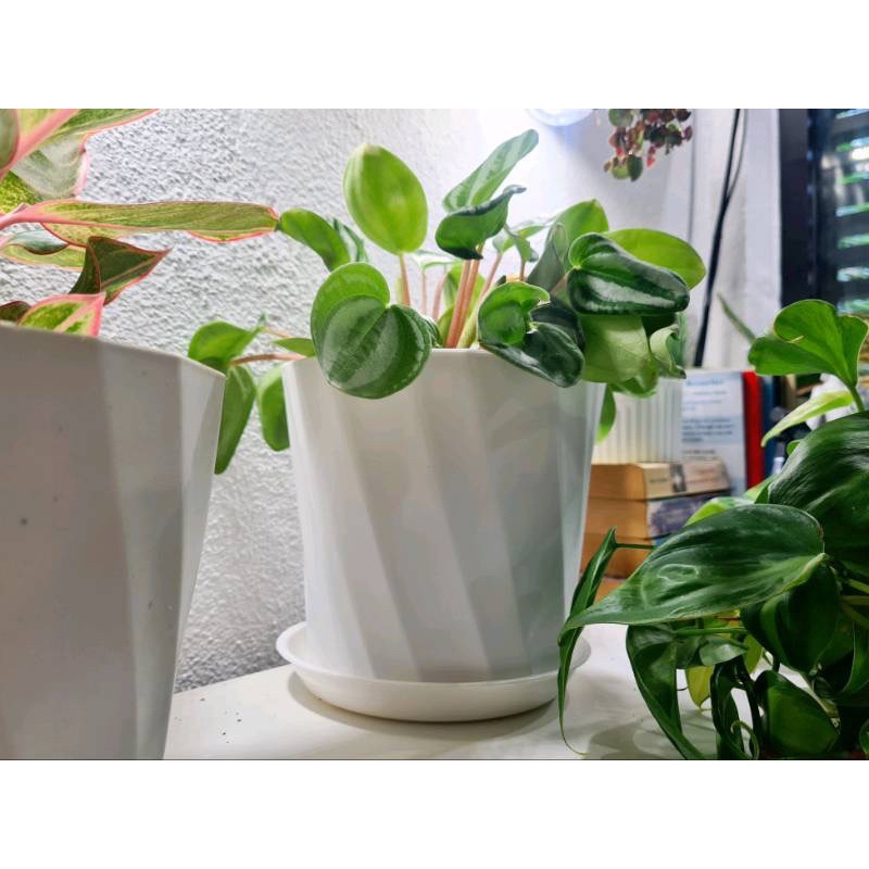 LAVA Paloma Pasu Bunga Plastic/Padu/PALOMA FLOWER POTS WITH TRAY_PASU ...