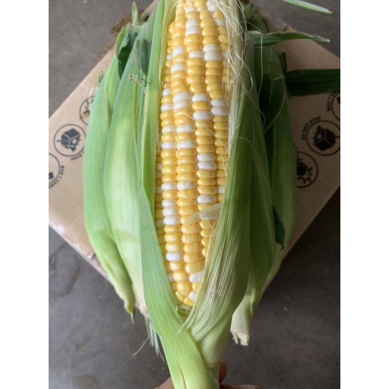 7 PCS of Grade A + Original Cameron Pearl Corn /正宗金马伦珍珠黄白玉米/Jagung ...