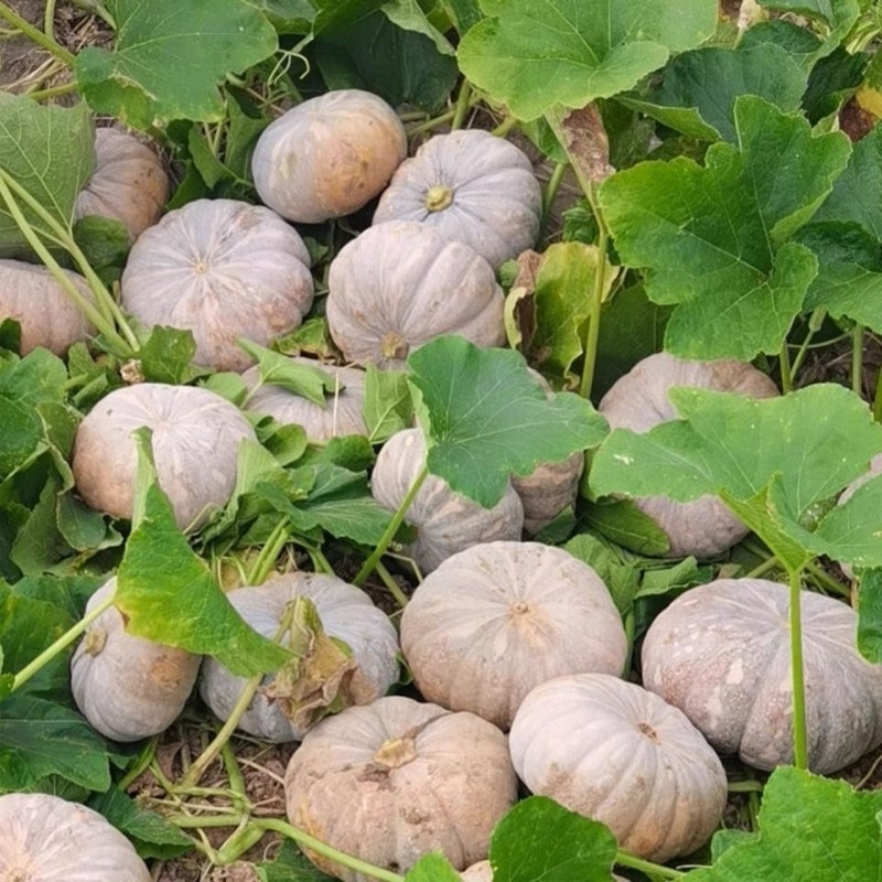 Sweet Pumpkin seeds 10pcs (Repacked) / Benih Labu Manis 甜南瓜籽 | Shopee ...