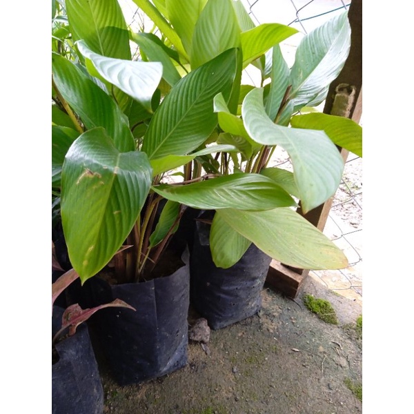POKOK LEREK UNTUK BUNGKUS LEMANG | Shopee Malaysia