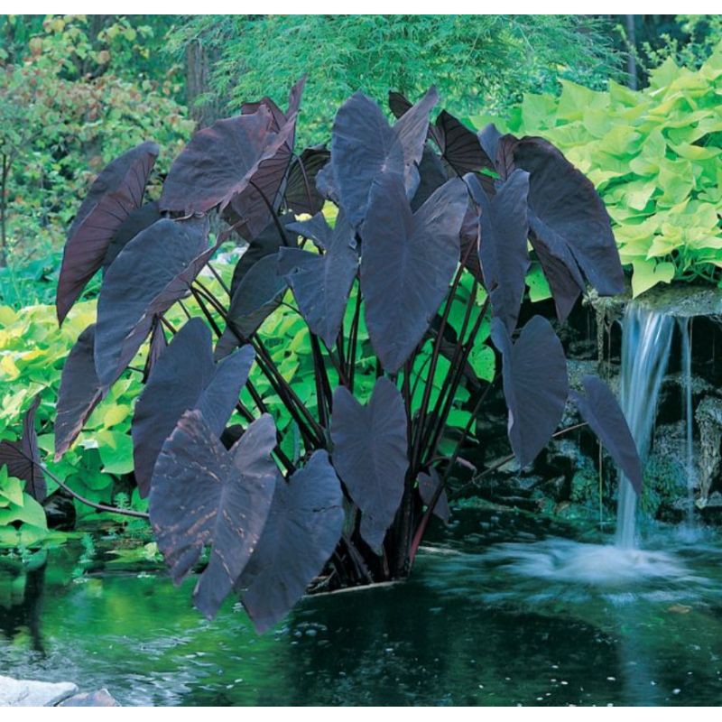 Alocasia Black Magic ️‍🩹💝Special OFFER💥💥3 Plants/3 Pokok💖 | Shopee Malaysia