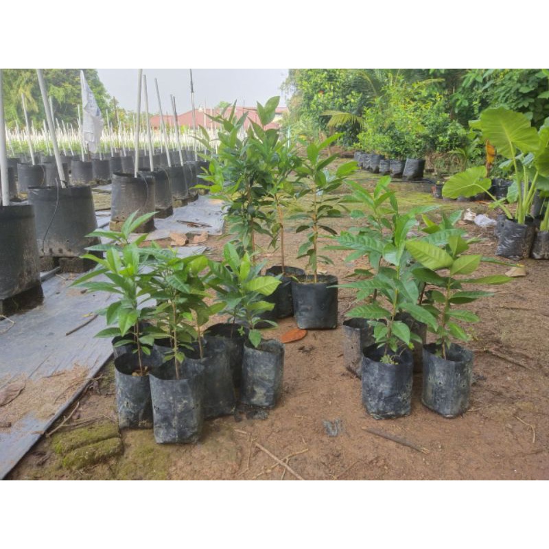 ANAK POKOK DAUN SALAM ATAU SAMAK ATAU SERAI KAYU | Shopee Malaysia