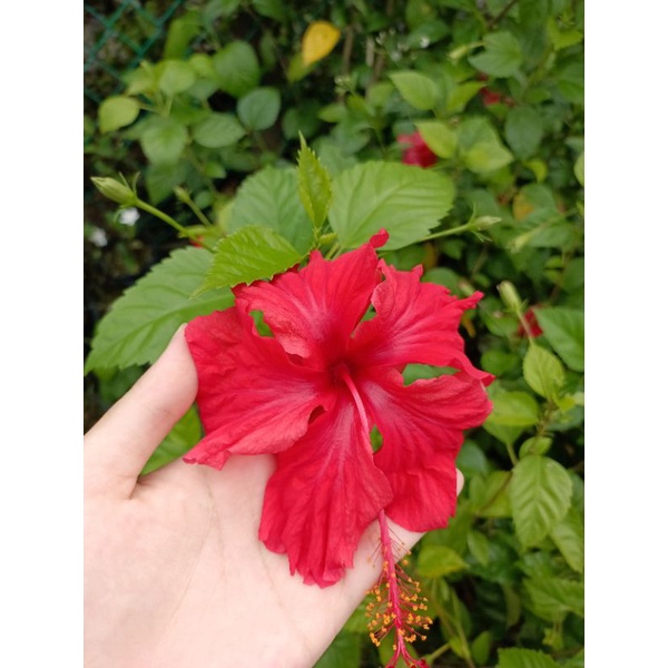 MKT - Red Hibiscus CUTTING / KERATAN Bunga Raya Merah / keratan batang ...