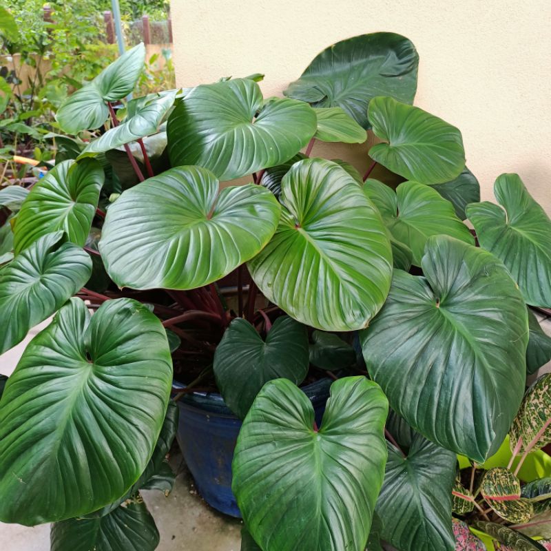 kemoyang merah daun bulat pokok besar induk.rimbun letup | Shopee Malaysia