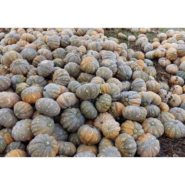 Biji Benih Labu Manis Saiz Besar ( Purata berat labu 4kg ) | Shopee ...