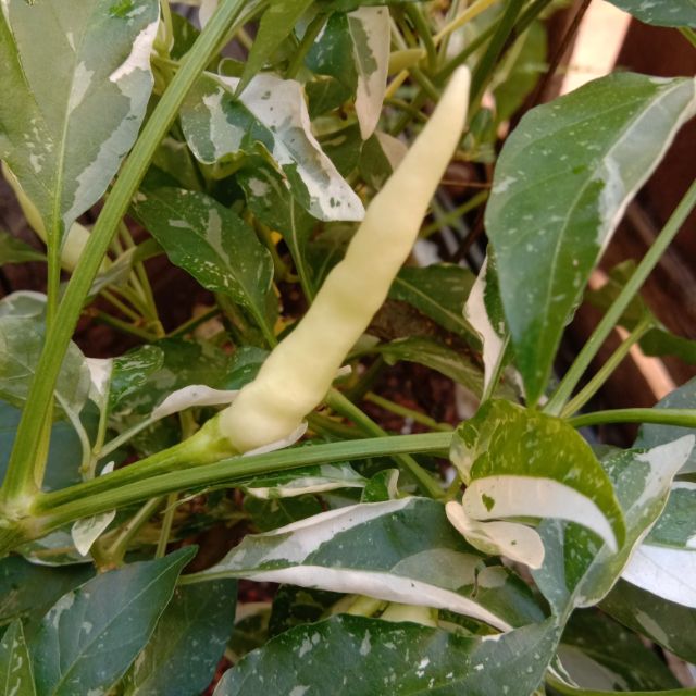 Cili Batik Putih (shu peppers) | Shopee Malaysia