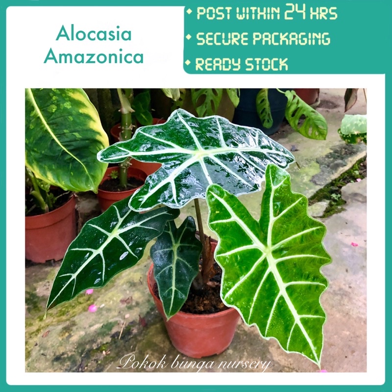 PBN - alocasia amazonica in plastic pot - polly keladi indoor plant ...