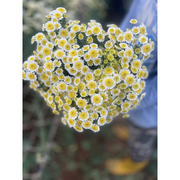 Sun Up - Chrysanthemum - Cameron Highland Fresh Flowers | Shopee Malaysia