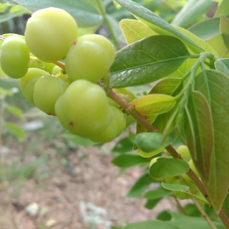 Demam panas bayi.ubat daun pokok cermai kampung lbh kurang 50gram ...