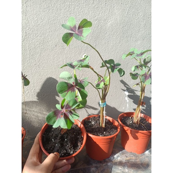 oxalis triangularis-pokok rerama (lucky clover) | Shopee Malaysia