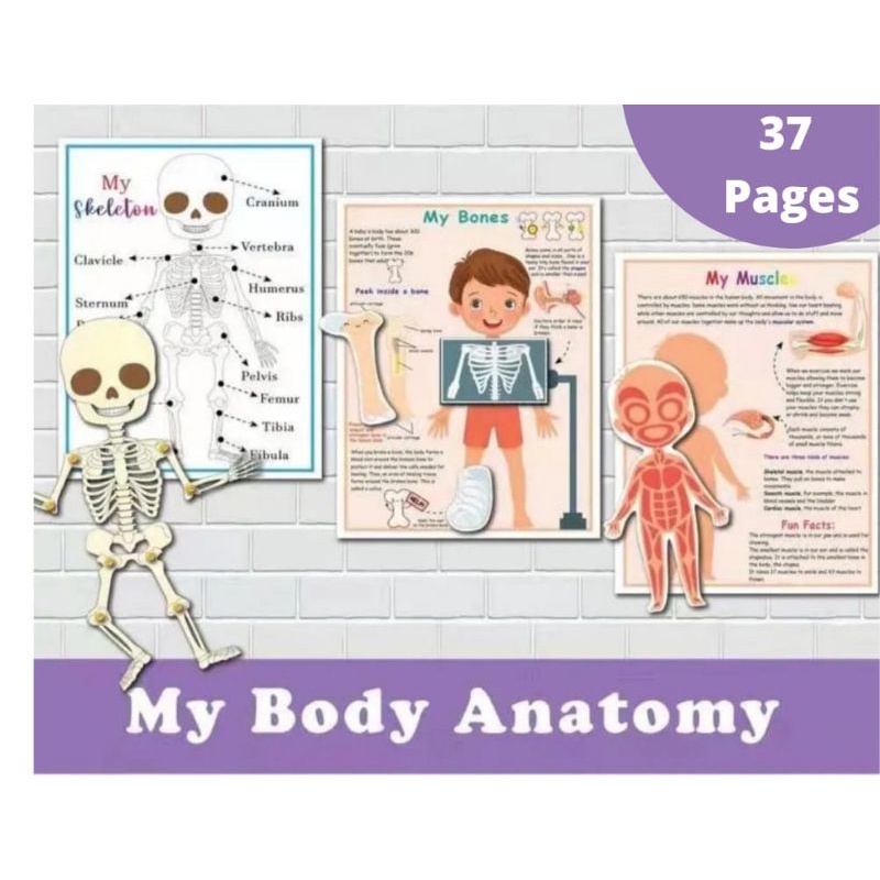 A42 My body Human Anatomy learning pack (PDF) Kids Busy book Printable ...